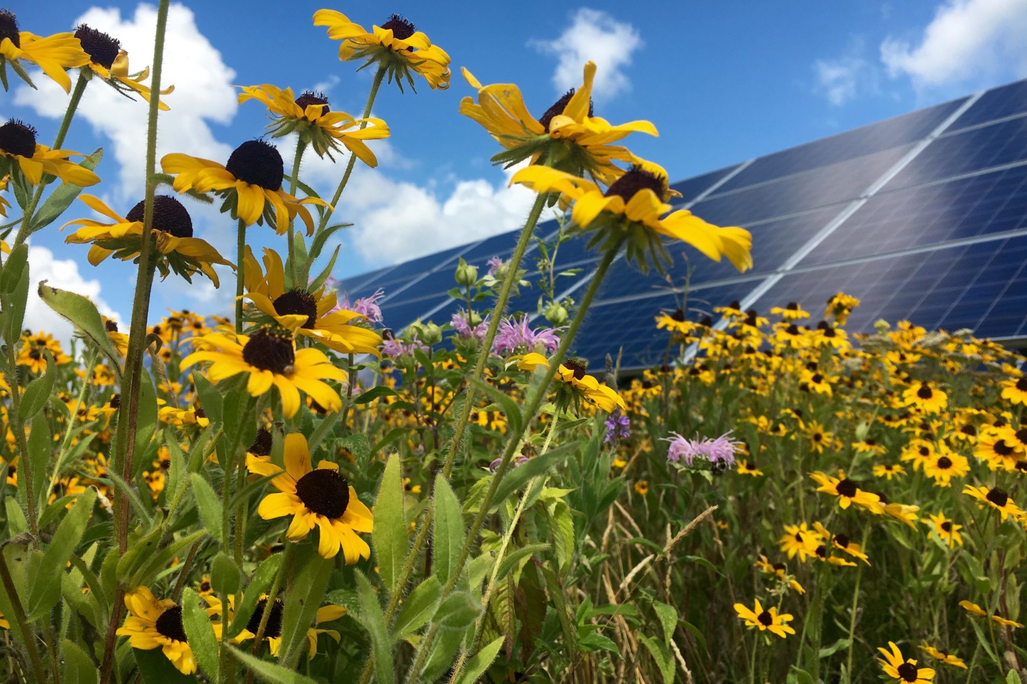 Pollinator-friendly solar: everybody loves it - Fresh Energy