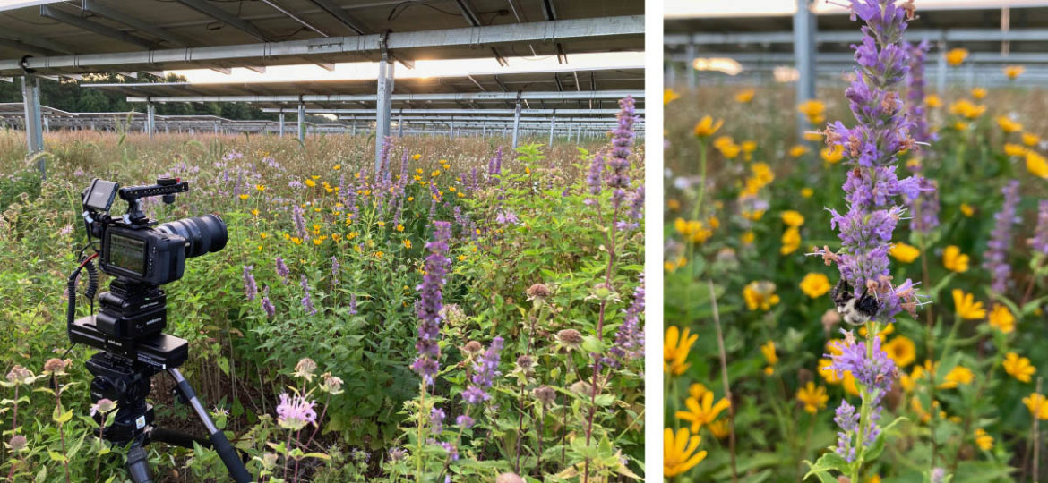 Case Study: 907 acres of pollinator-friendly solar - Fresh Energy
