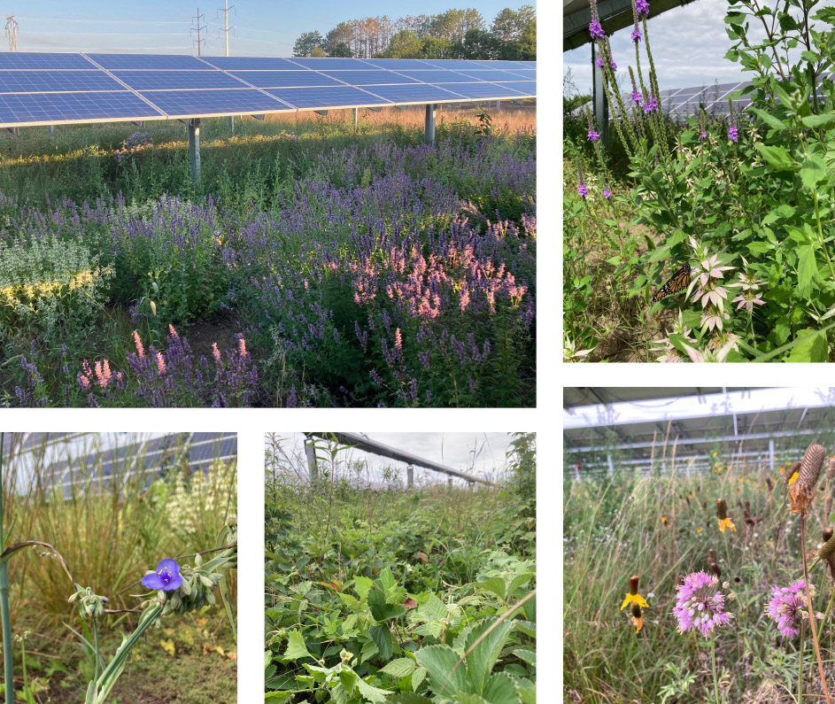 Case Study: 907 acres of pollinator-friendly solar - Fresh Energy