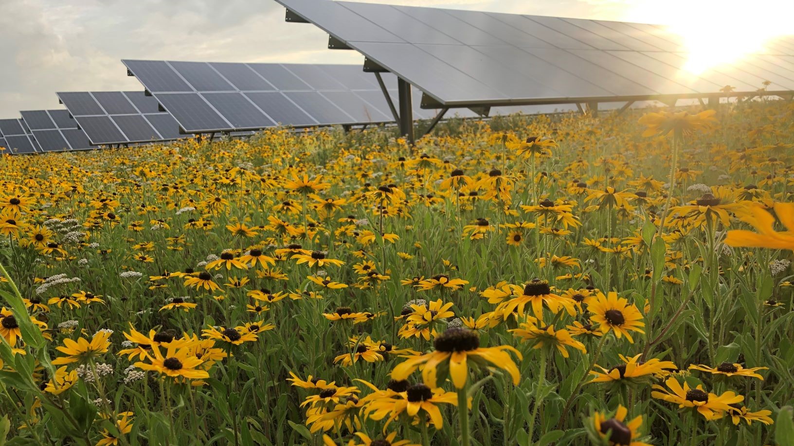 600 acres and 100 MW of pollinator-friendly solar - Fresh Energy