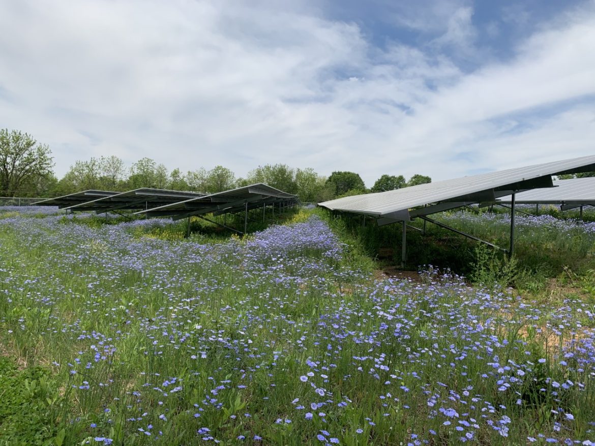 Global buzz for solar with pollinators and beekeeping - Fresh Energy