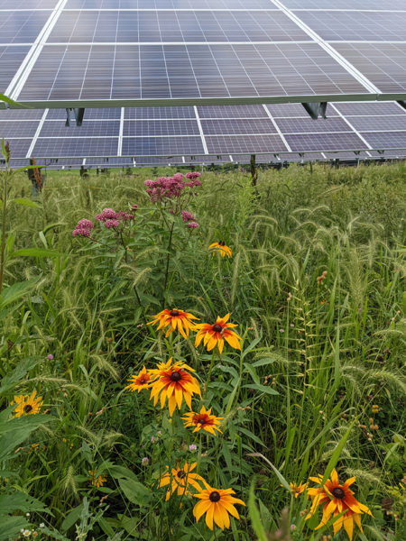 Renewable energy meets pollinator habitat in Minnesota solar fields