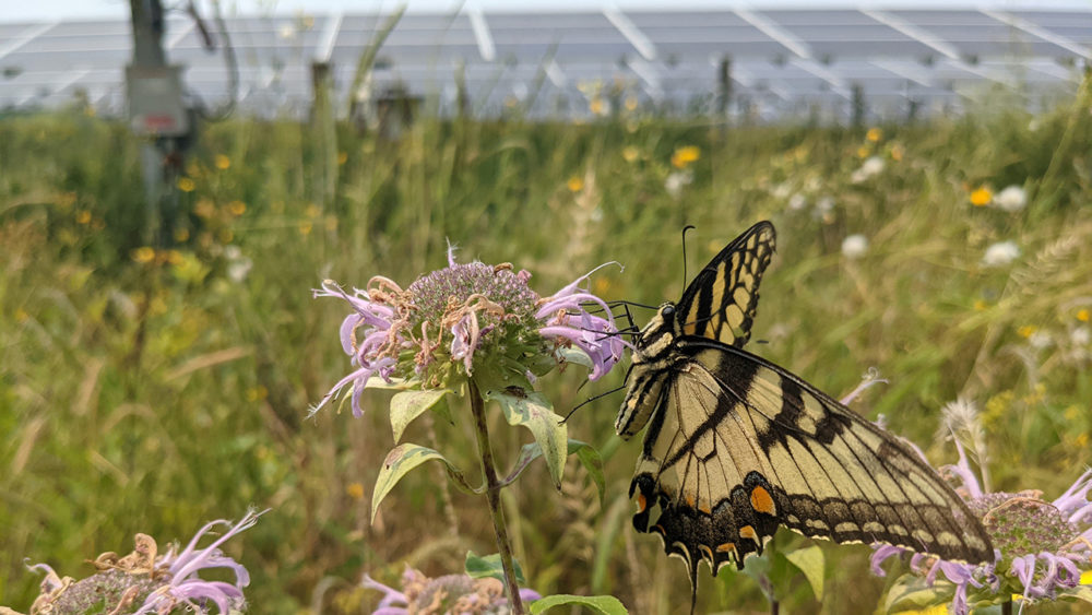 Renewable energy meets pollinator habitat in Minnesota solar fields