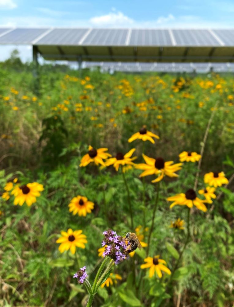 Case Study: Pollinator-friendly solar in Plains, Georgia