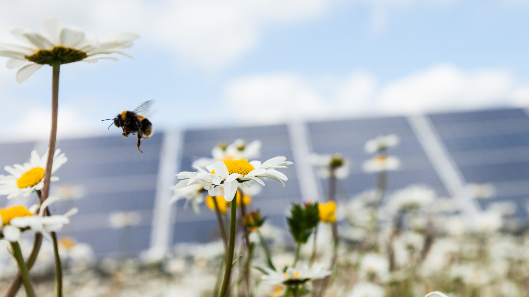 The Center for Pollinators in Energy - Fresh Energy